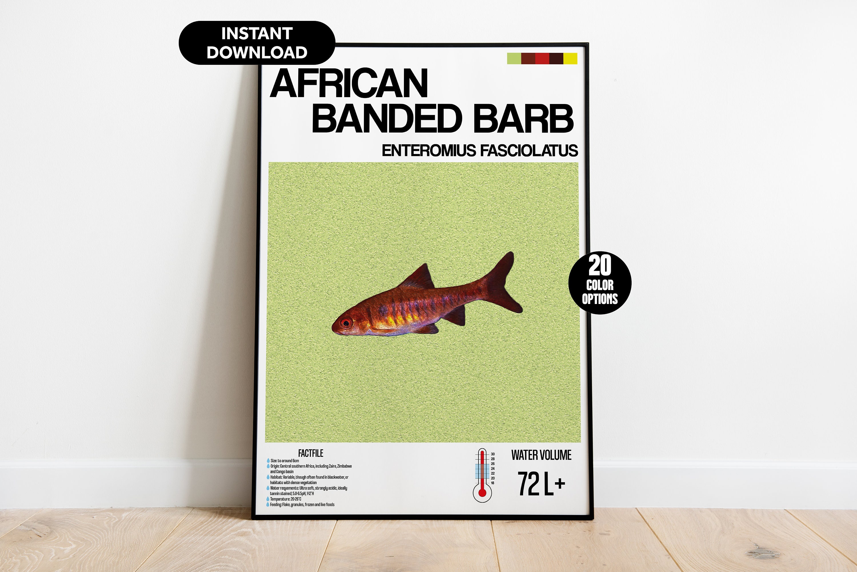 African Banded Barb Fish Poster for Fish Wall Art Design & Aquarium ...