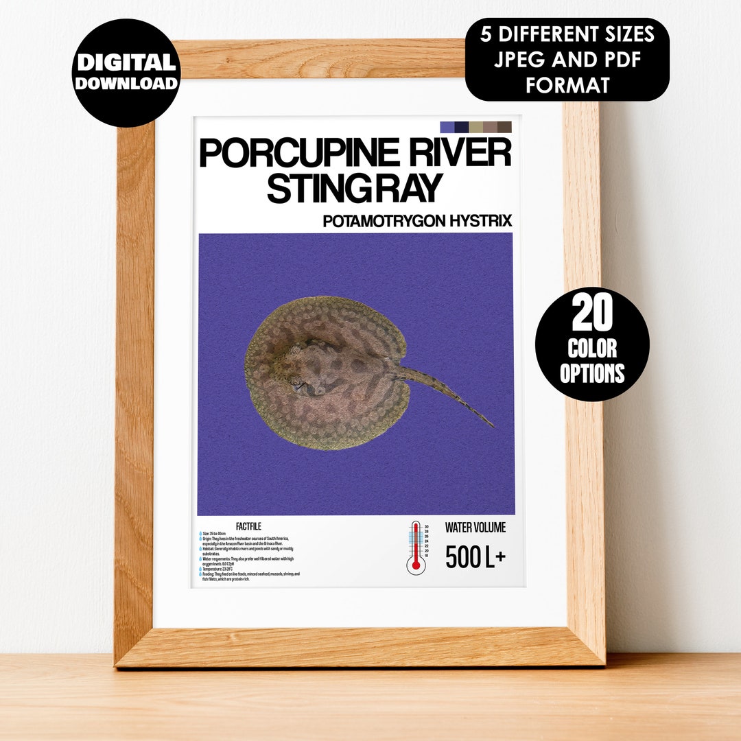 Porcupine River Stingray Fish Poster for Fish Wall Art Design ...