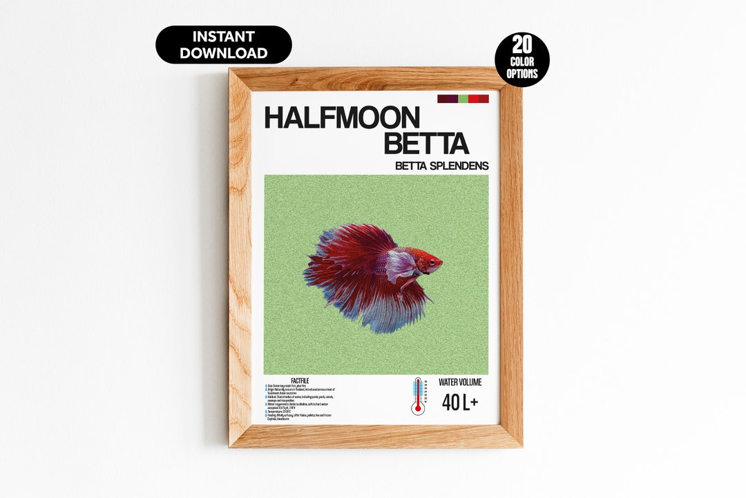 Halfmoon Betta Fish Poster - Customizable Digital Aquarium Wall Art ...