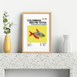 Colombian Red-fin Tetra Aquarium Fish Poster - Digital Wall Art ...