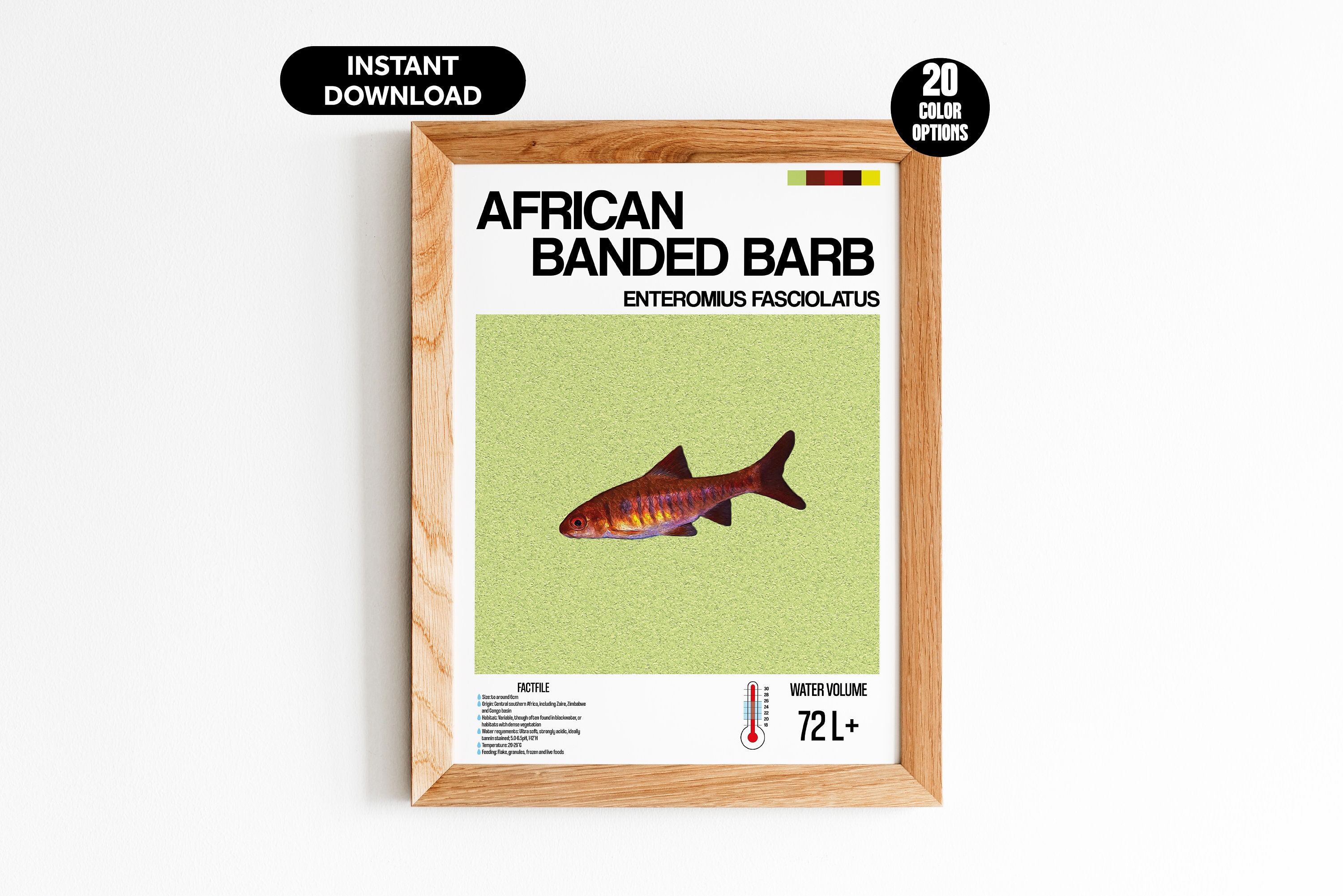 African Banded Barb Fish Poster for Fish Wall Art Design & Aquarium ...