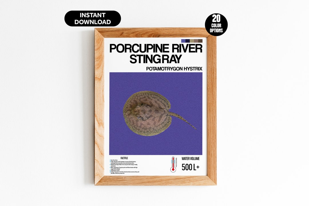 Porcupine River Stingray Fish Poster - Customizable Digital Aquarium ...