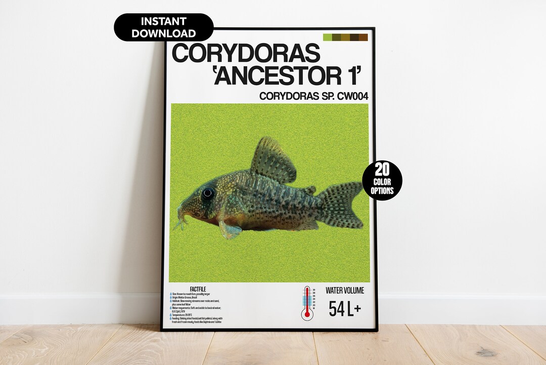 Corydoras Aquarium Fish Poster - Digital Wall Art - Tropical Fish Decor ...