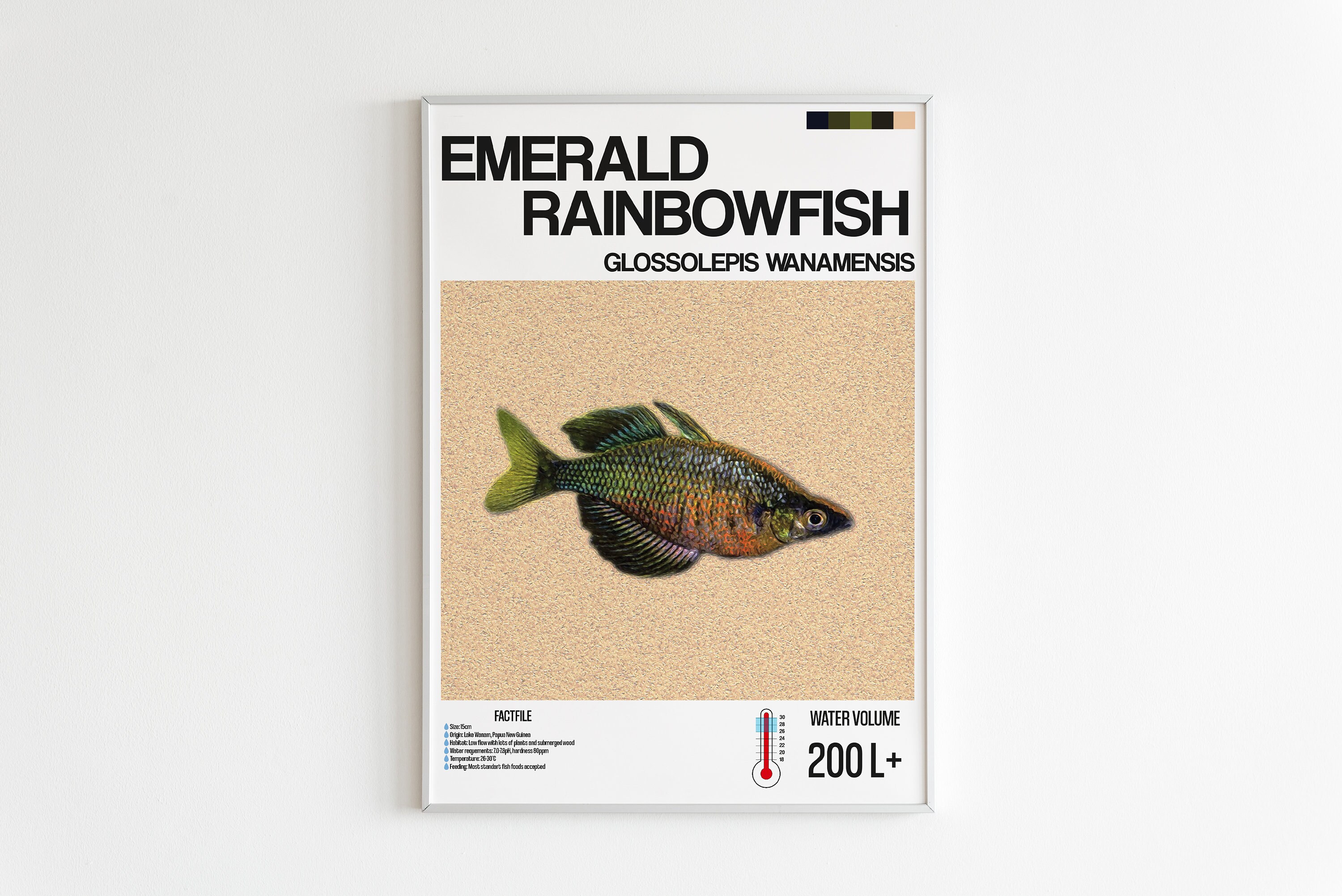 Emerald Rainbowfish Poster for Fish Wall Art Design & Aquarium Decor ...