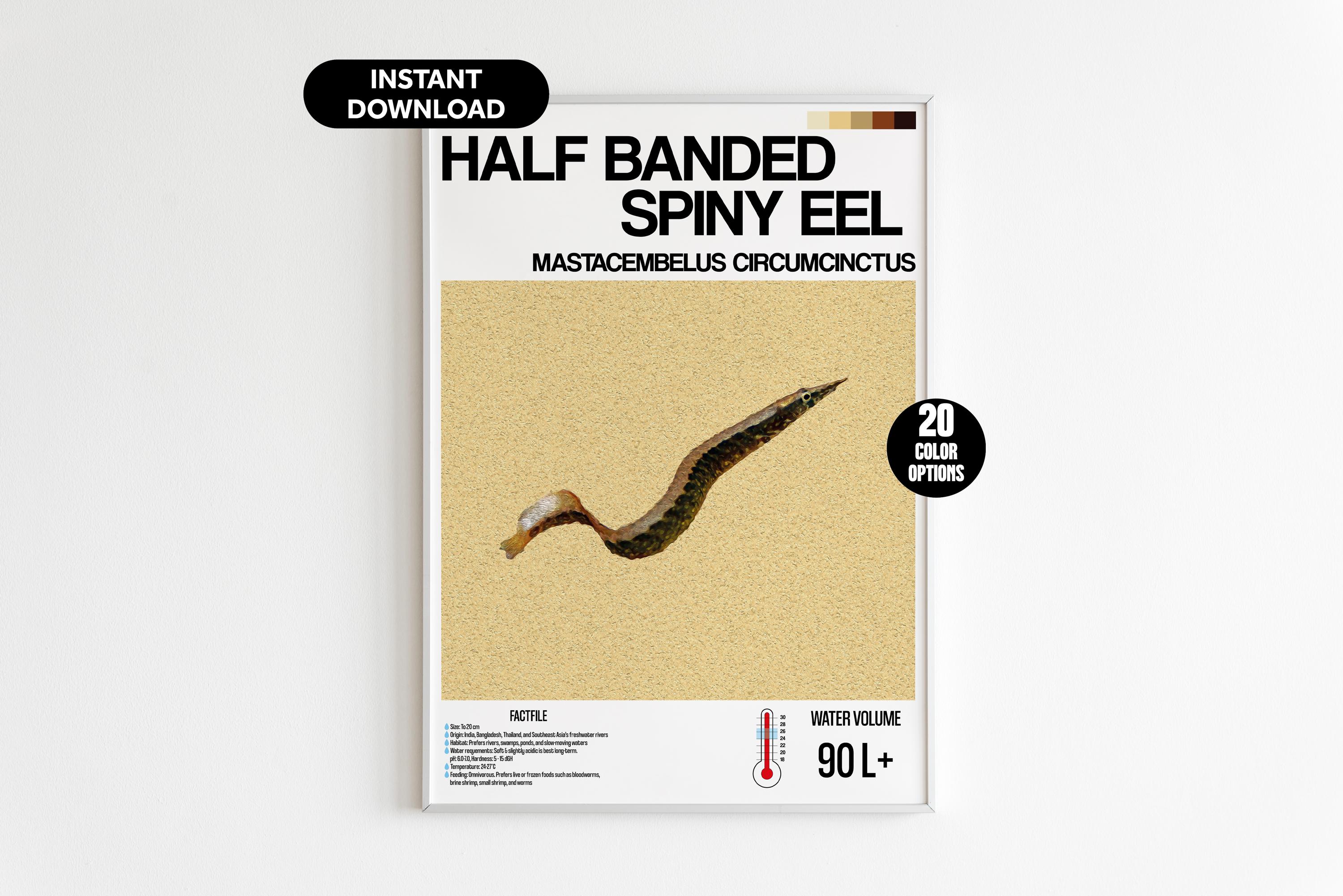 Half Banded Spiny Eel Fish Poster Design – Aquarium Wall Art & Digital ...