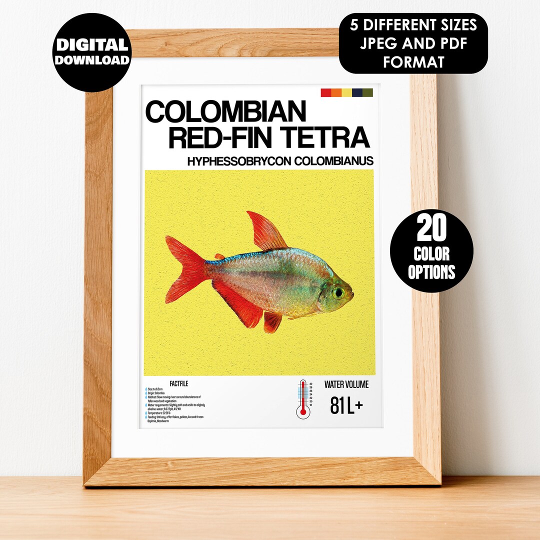 Colombian Red-fin Tetra Poster for Fish Wall Art Design & Aquarium ...