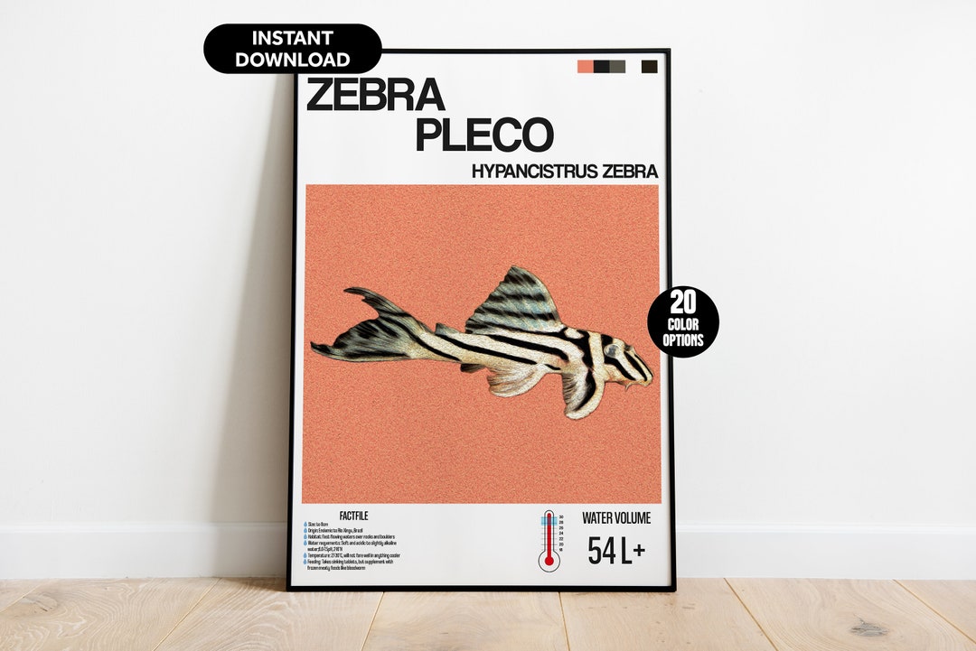 Zebra Pleco Fish Poster - Customizable Digital Aquarium Wall Art ...