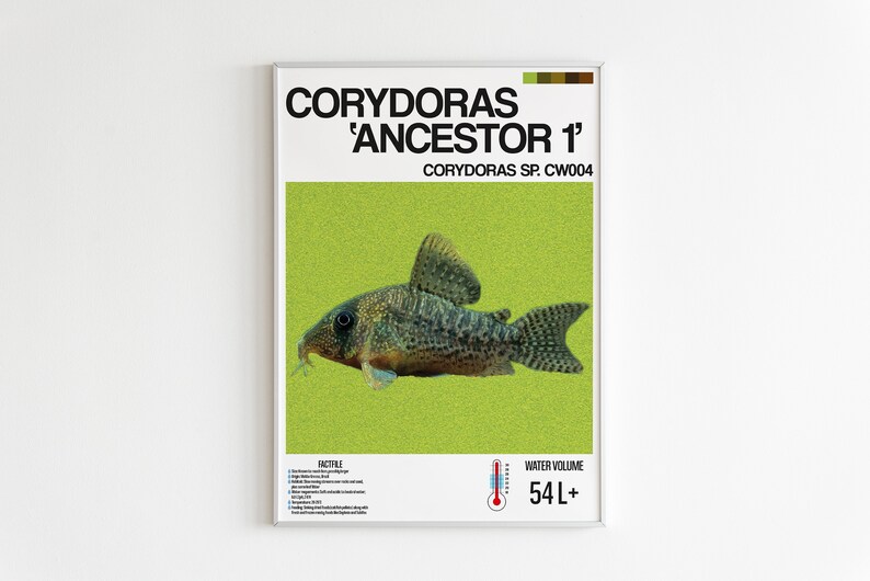 Corydoras Aquarium Fish Poster - Digital Wall Art - Tropical Fish Decor ...