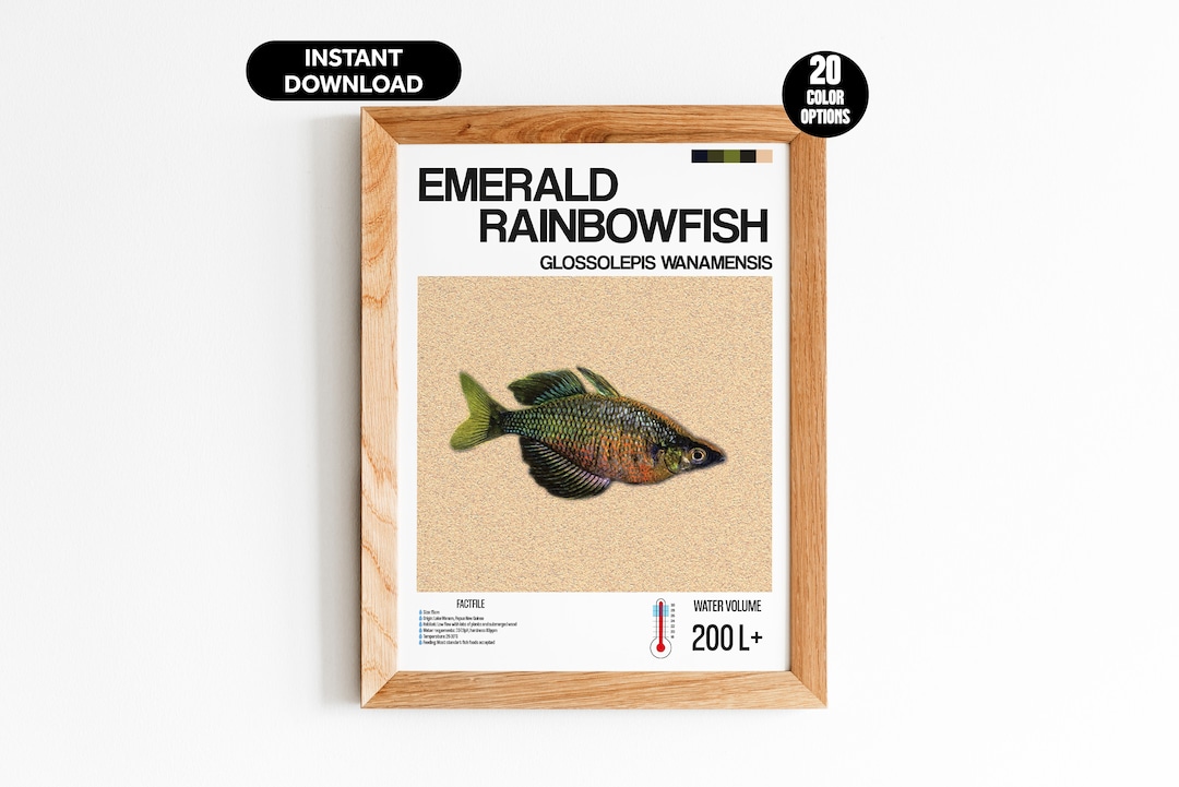 Emerald Rainbowfish Fish Poster - Customizable Digital Aquarium Wall ...