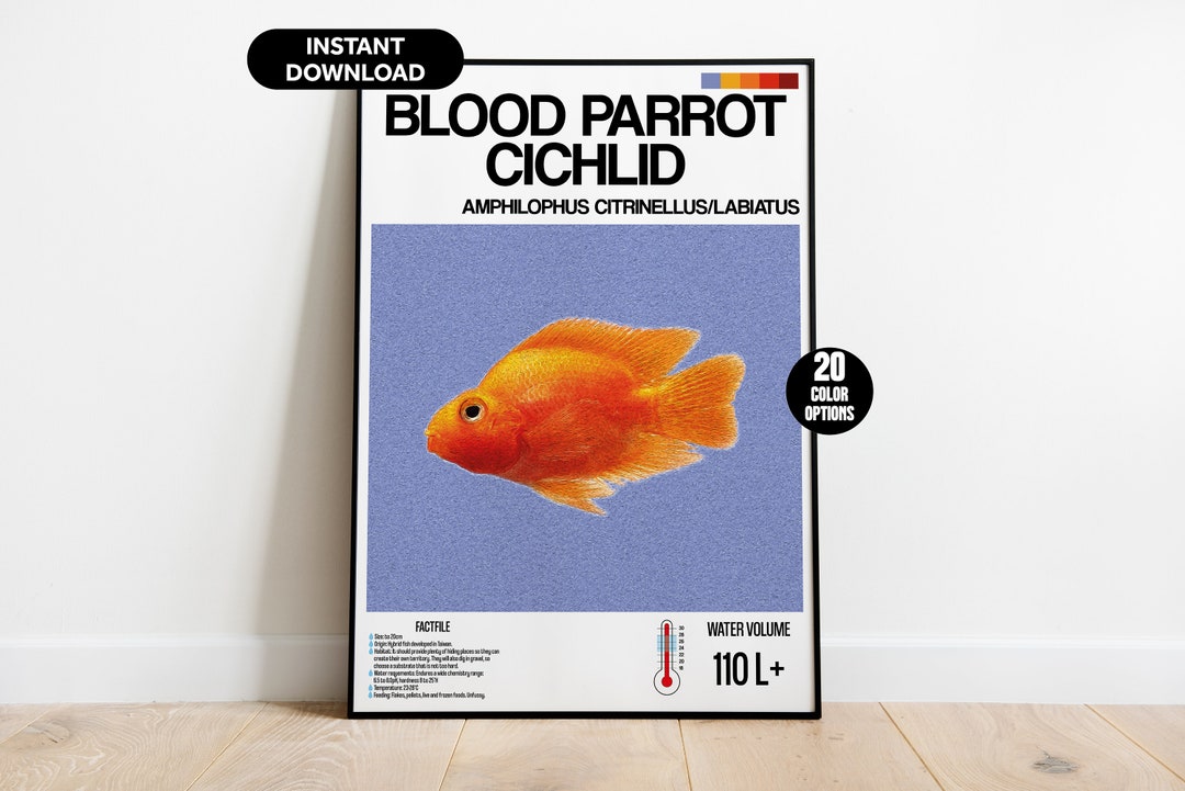 Blood Parrot Cichlid Fish Poster for Fish Wall Art Design & Aquarium ...