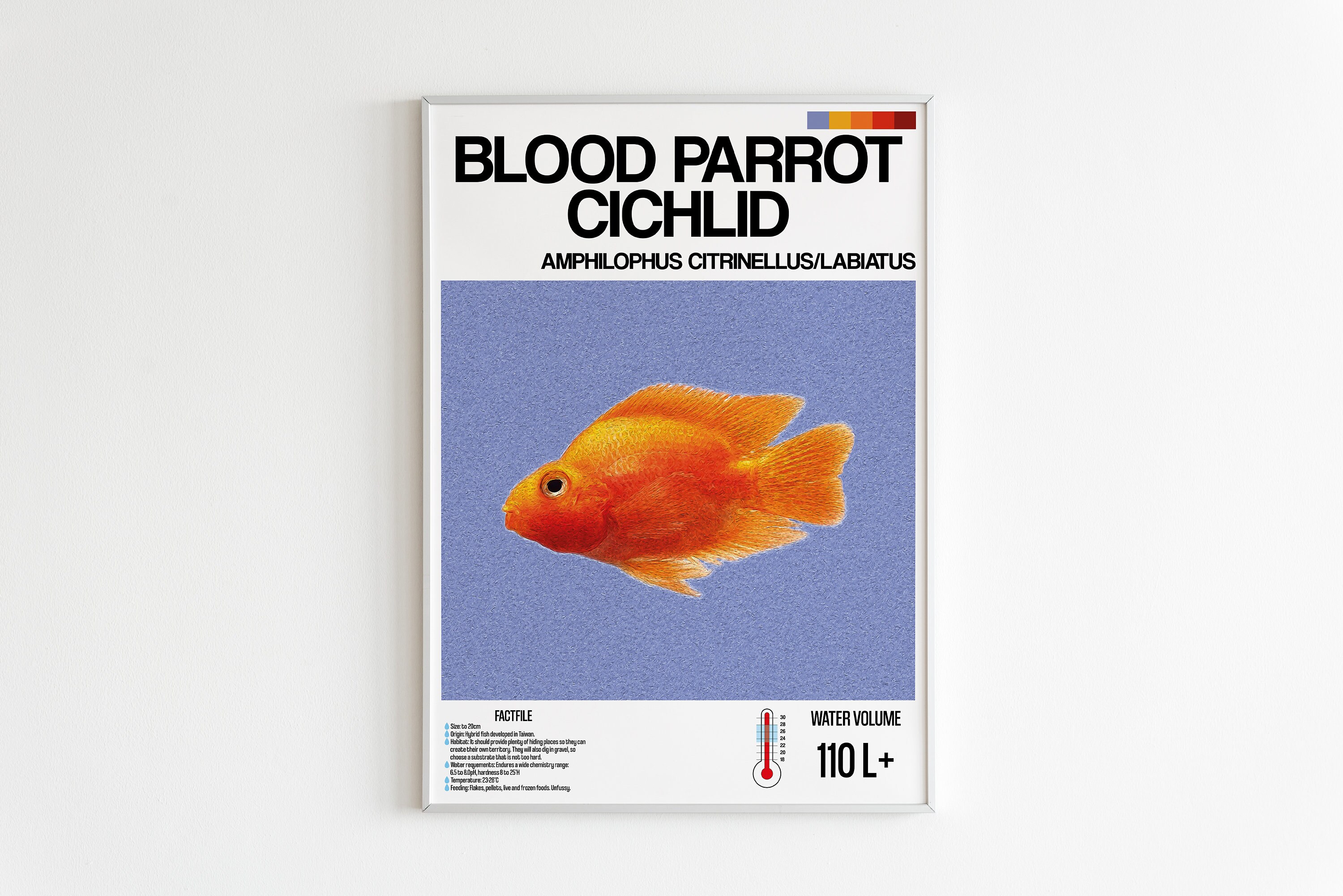 Blood Parrot Cichlid Fish Poster for Fish Wall Art Design & Aquarium ...