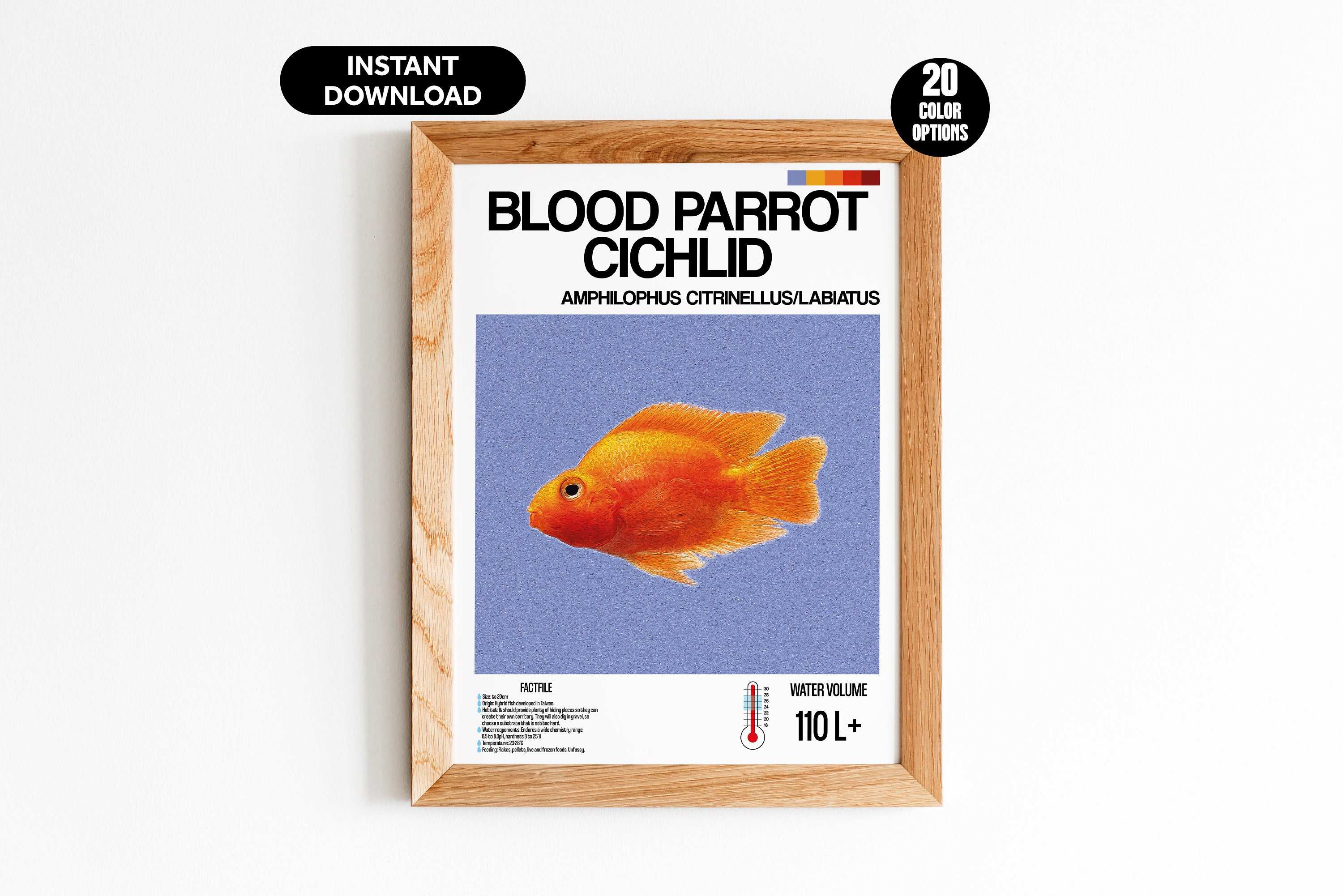 Blood Parrot Cichlid Fish Poster for Fish Wall Art Design & Aquarium ...
