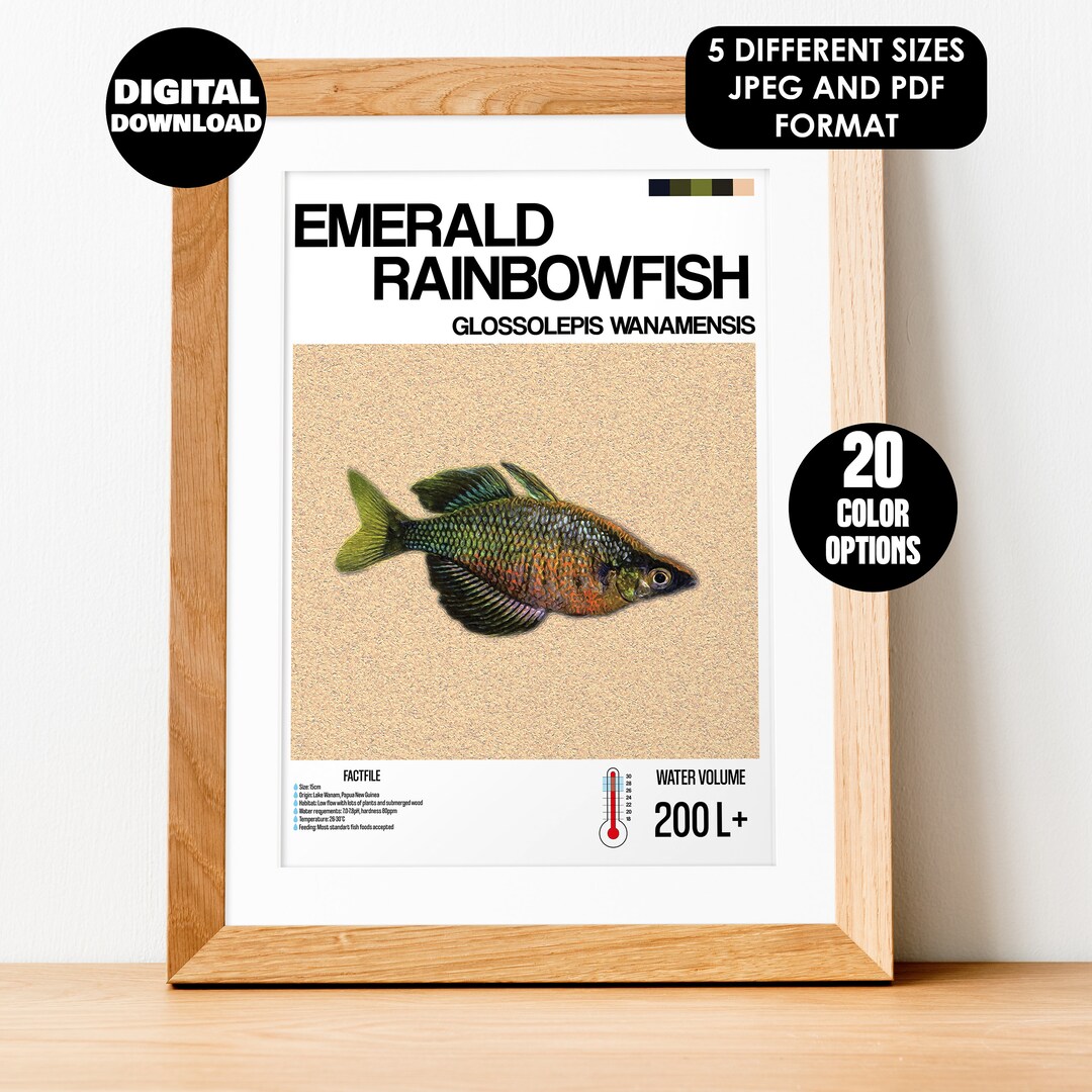 Emerald Rainbowfish Poster for Fish Wall Art Design & Aquarium Decor ...