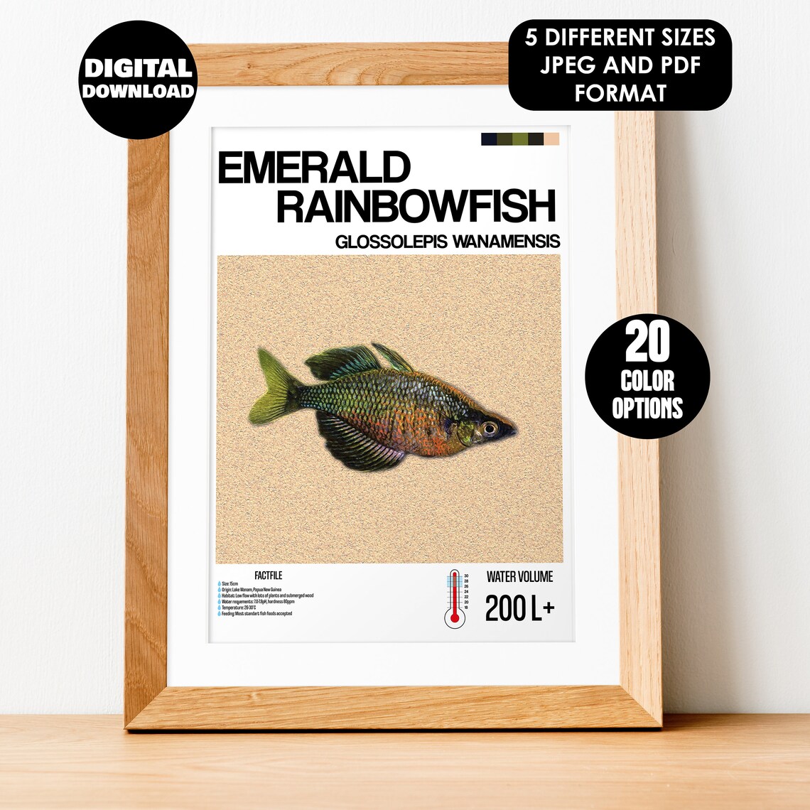 Emerald Rainbowfish Poster for Fish Wall Art Design & Aquarium Decor ...