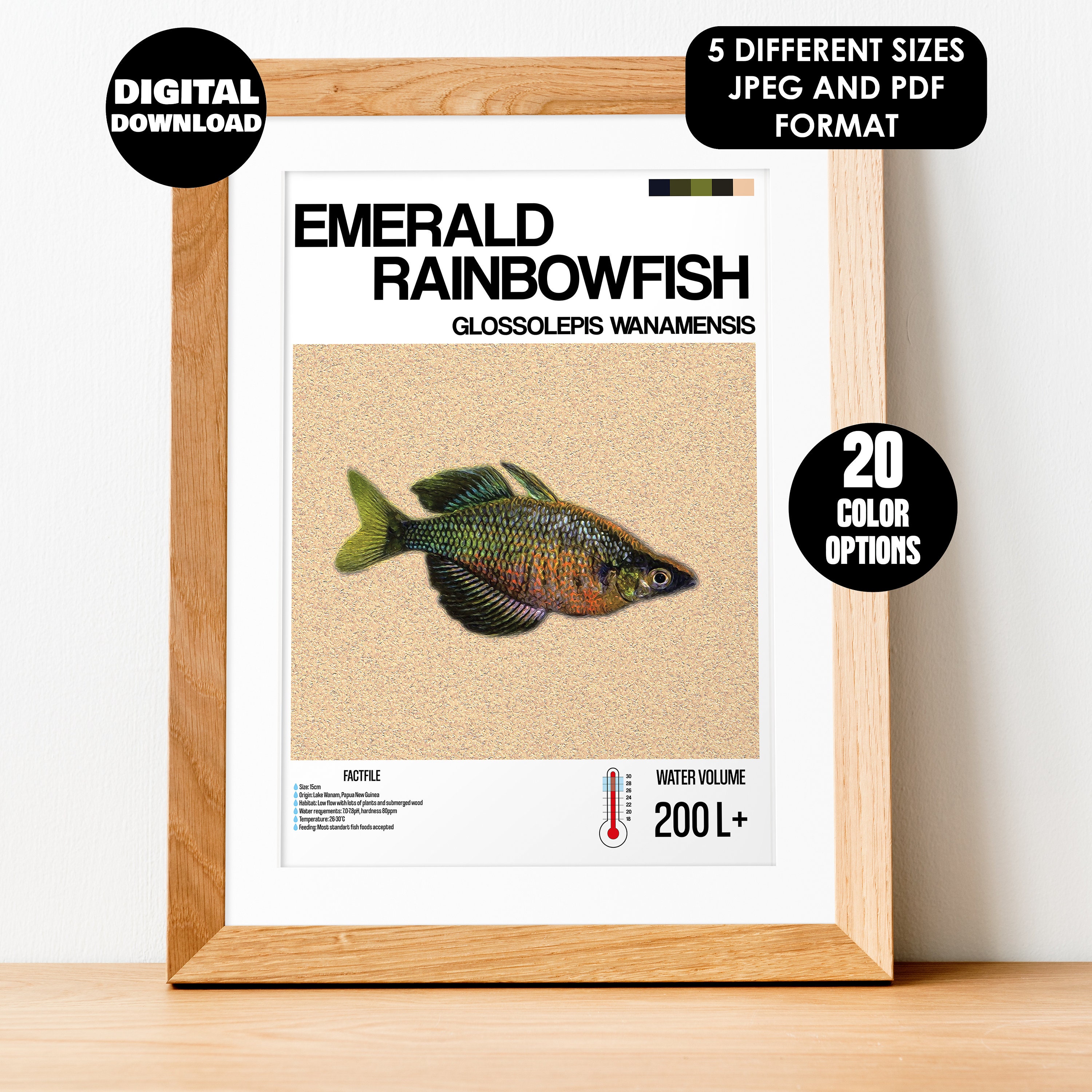 Emerald Rainbowfish Poster for Fish Wall Art Design & Aquarium Decor ...