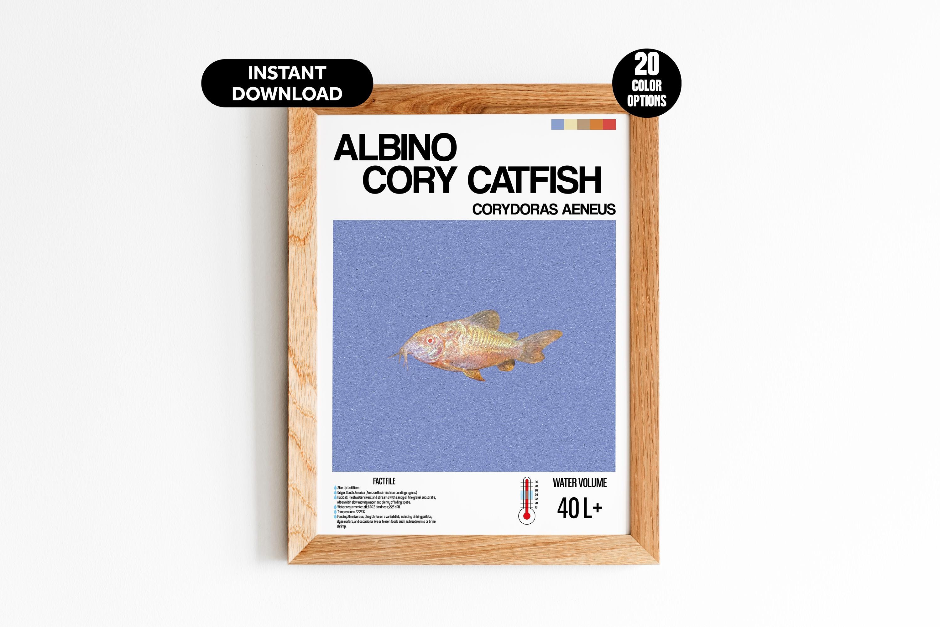 Albino Cory Catfish Fish Poster Design – Aquarium Wall Art & Digital ...