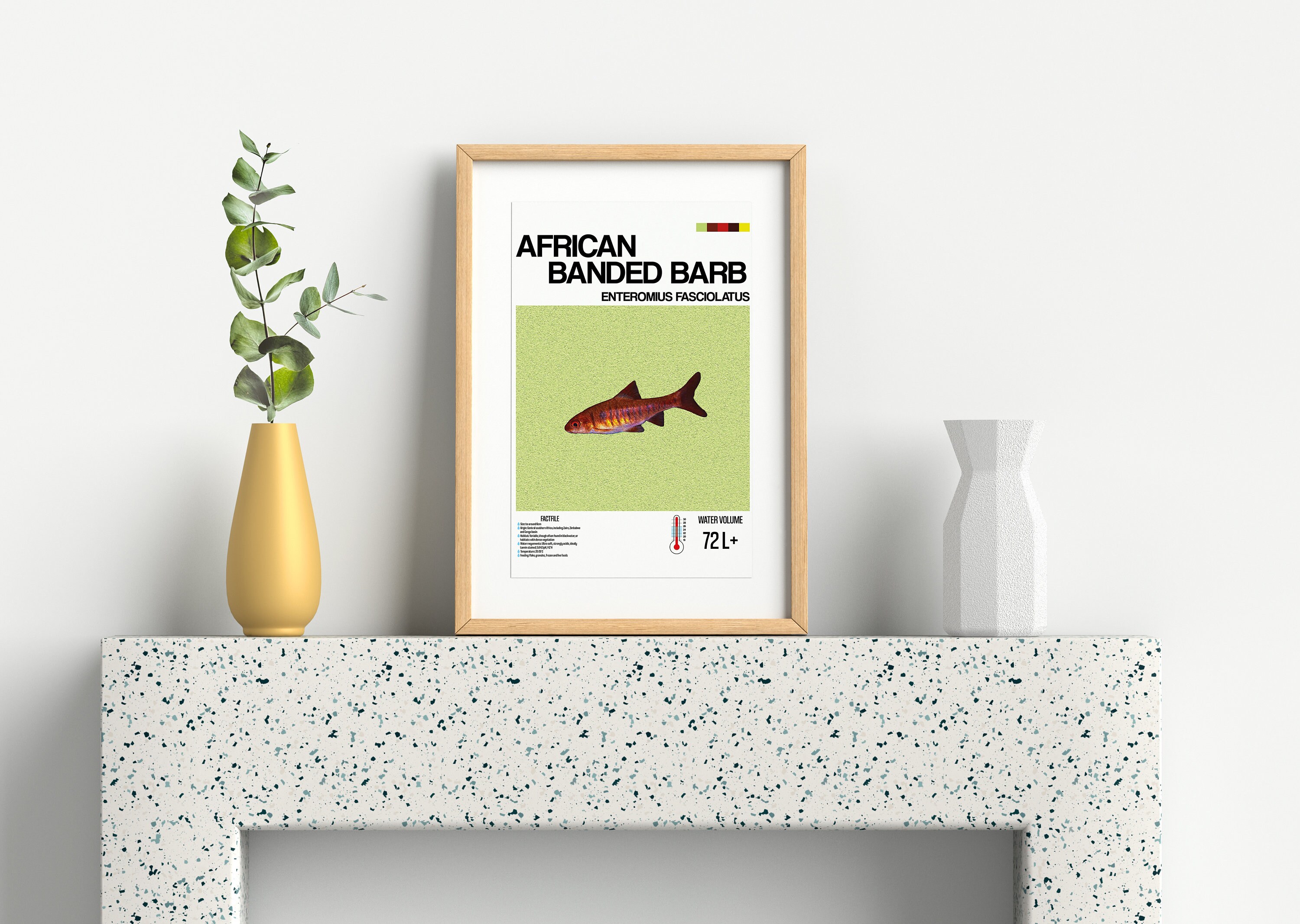 African Banded Barb Fish Poster for Fish Wall Art Design & Aquarium ...