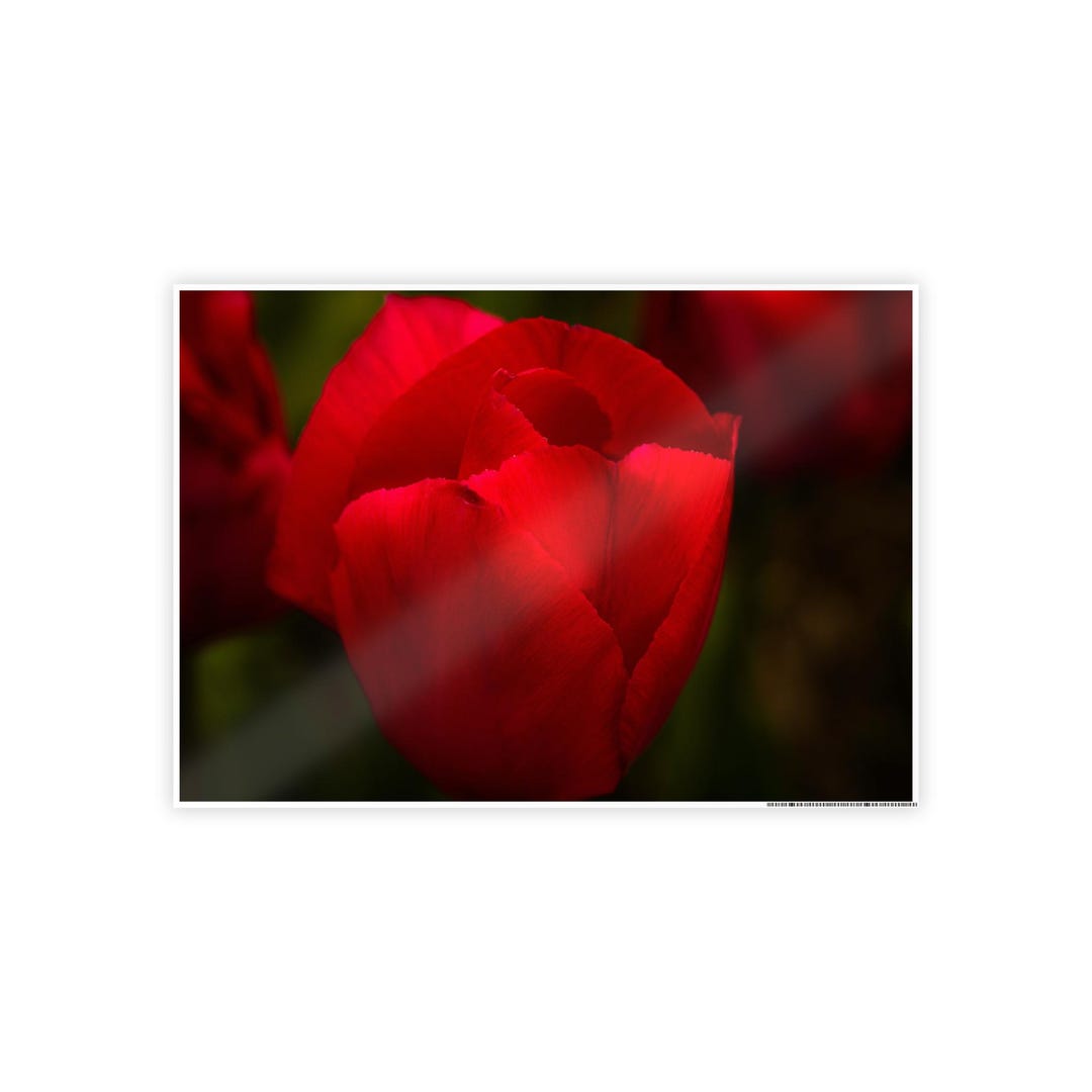 Tulip Posters, Floral Wall Art, Dorm Decor, Spring Blossom Prints ...