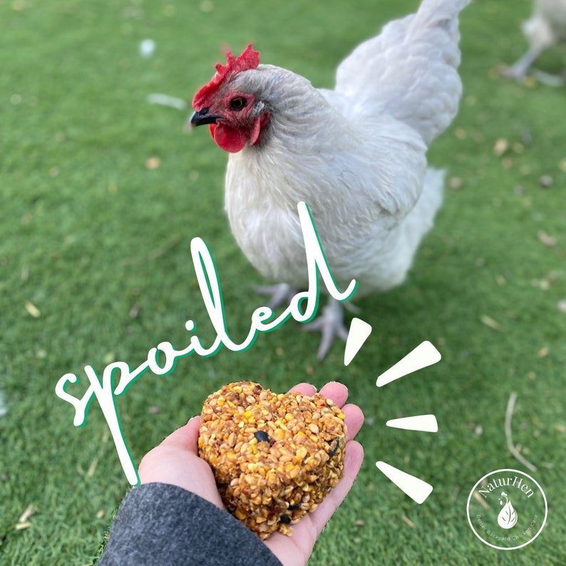 Chicken Gift Box: Handmade Spa Kit With Treats & Feather Brush - Etsy