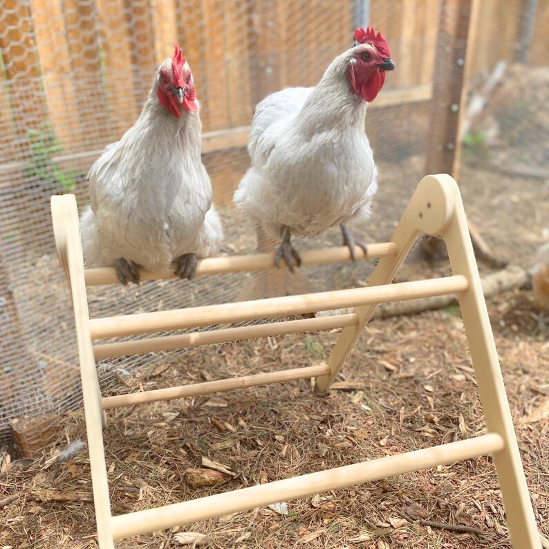 Chicken Perch Ladder & Roosting Bar - Extra Large - Sturdy Chicken Toy ...