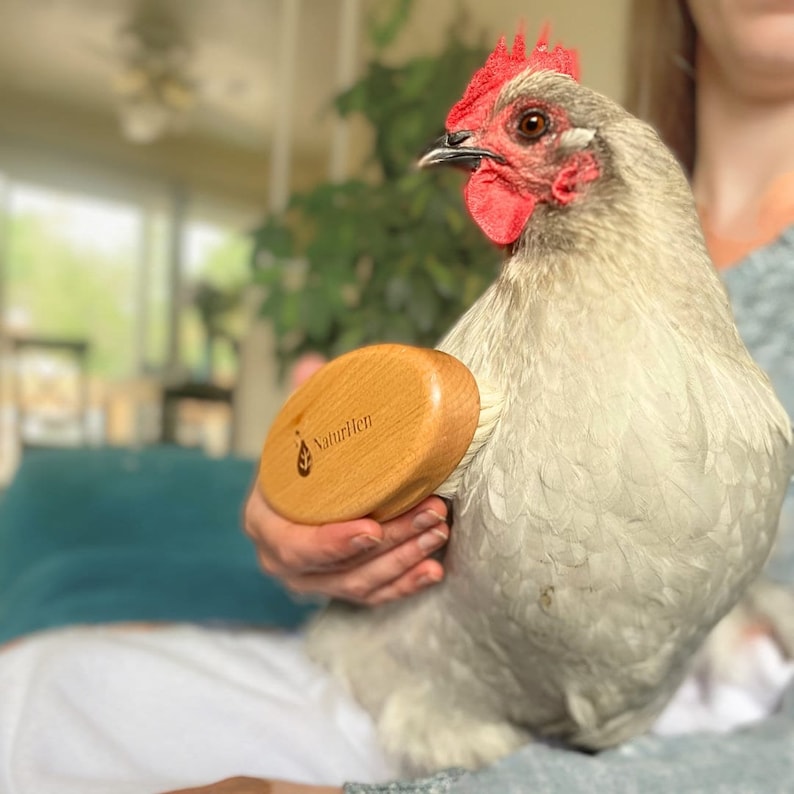Chicken Feather Brush - Extra Soft Brush for Pet Chickens - Chicken ...
