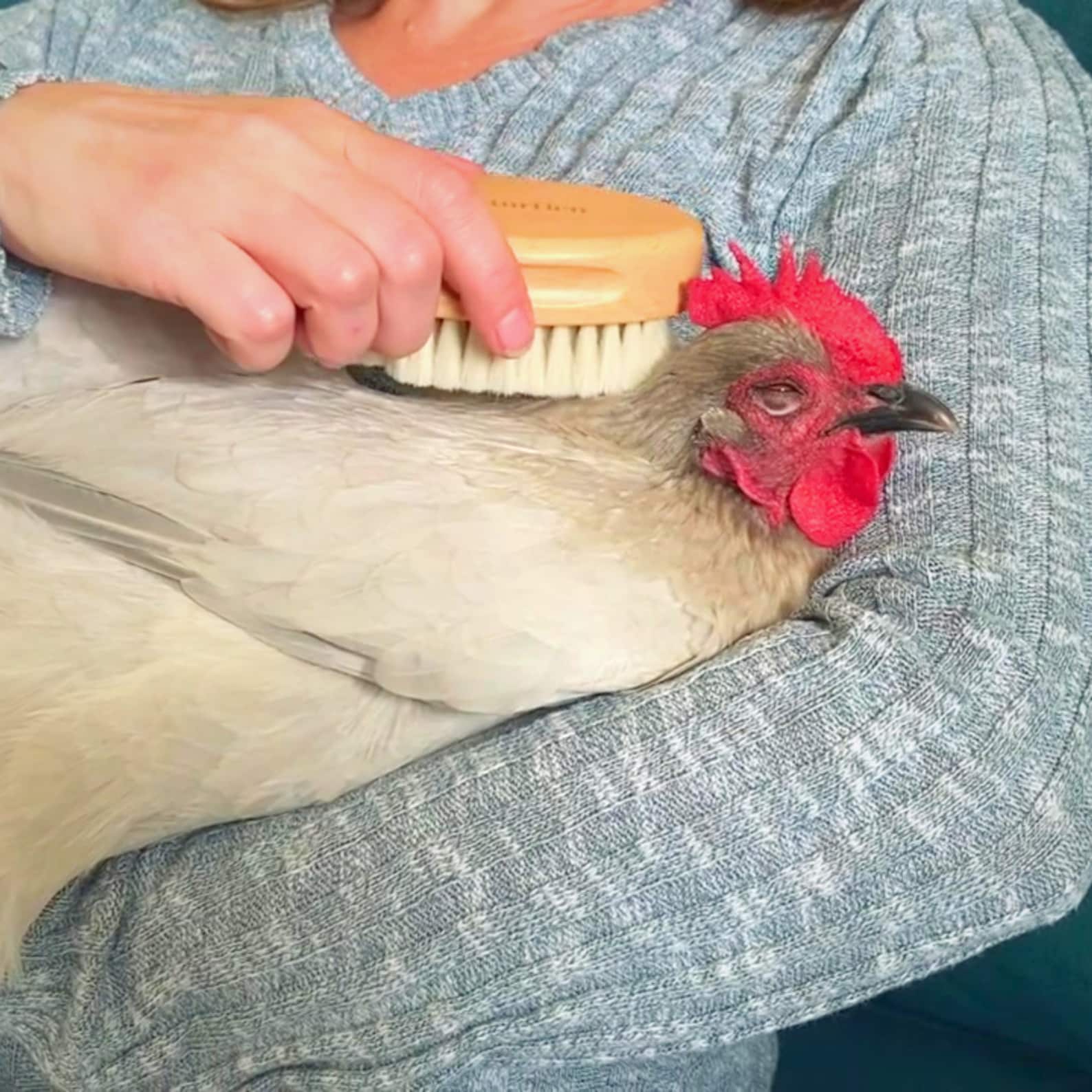 Chicken Feather Brush - Extra Soft Brush for Pet Chickens - Chicken ...