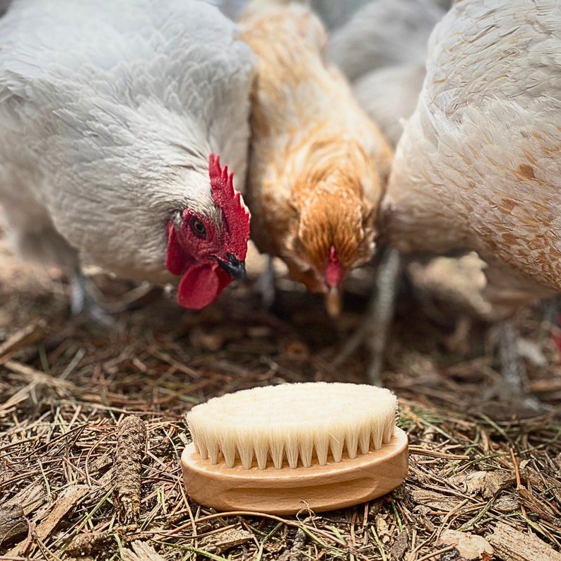 Chicken Feather Brush - Extra Soft Brush for Pet Chickens - Chicken ...