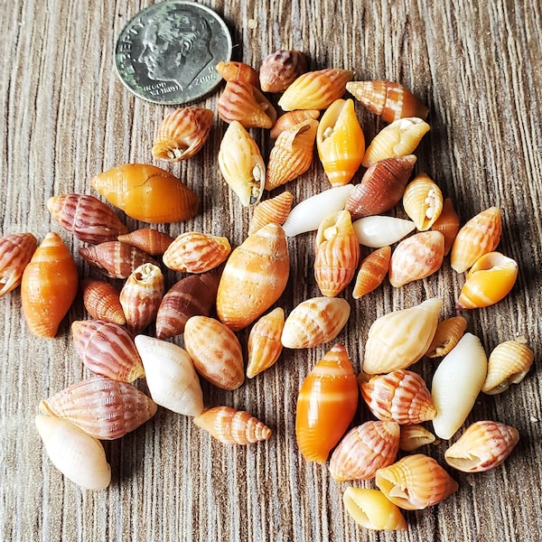 Kauai Shells - Etsy
