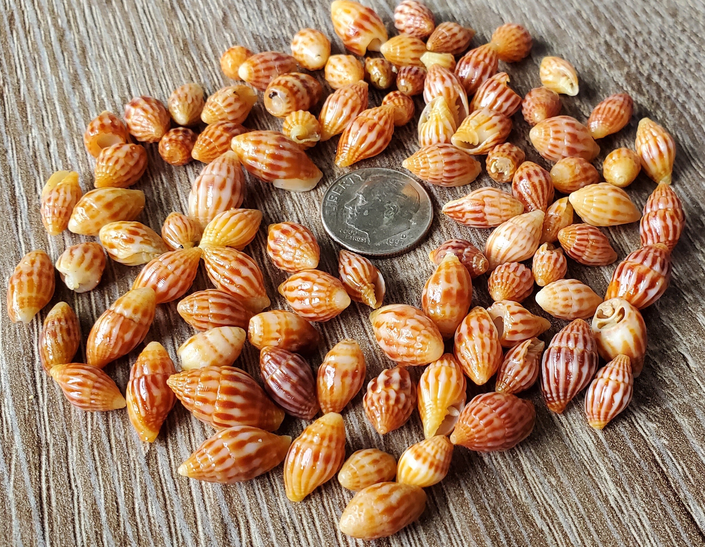 90 Pics Hawai'i Laiki Miter Shells - Etsy