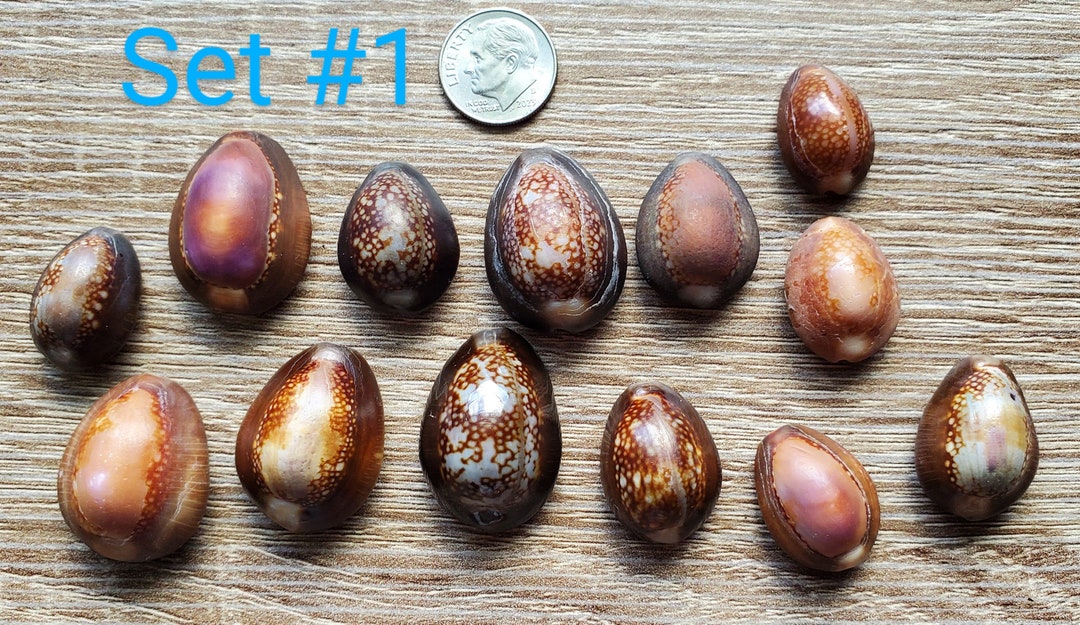 Hawai'i Mix Cowrie Shells - Etsy
