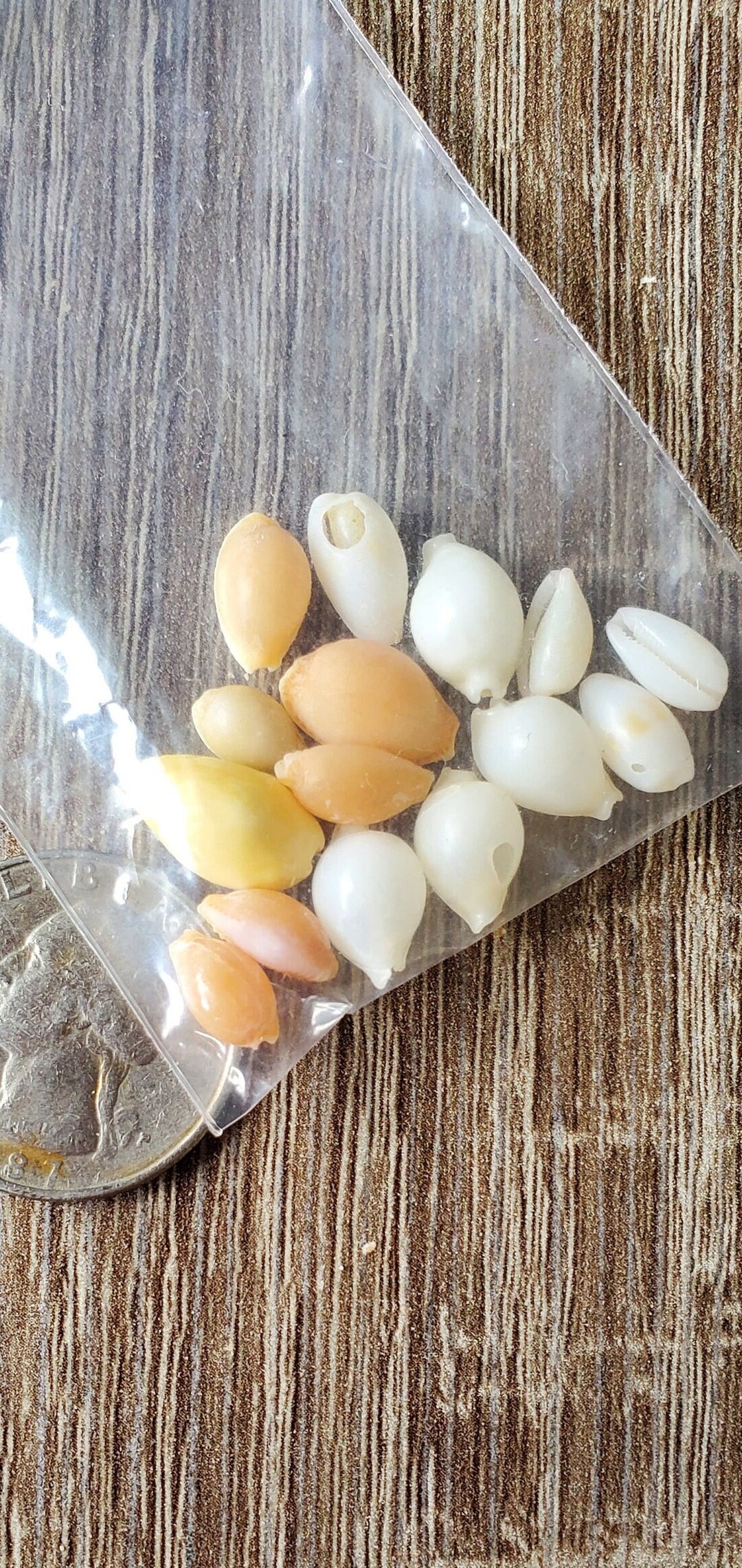 15 Pcs Cowrie/bubble Shells - Etsy