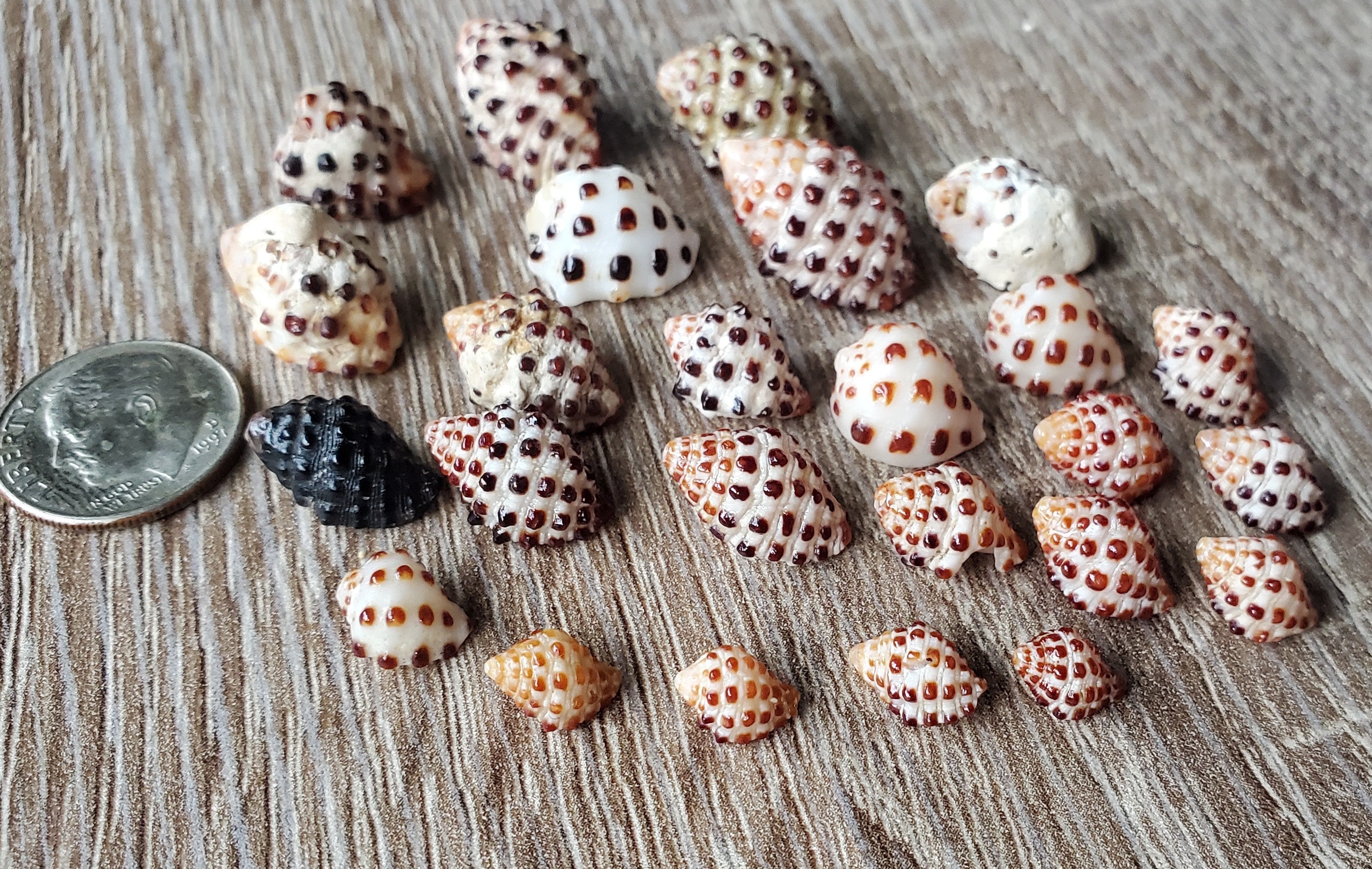 25 Pics Hawai'i Drupe Shells - Etsy