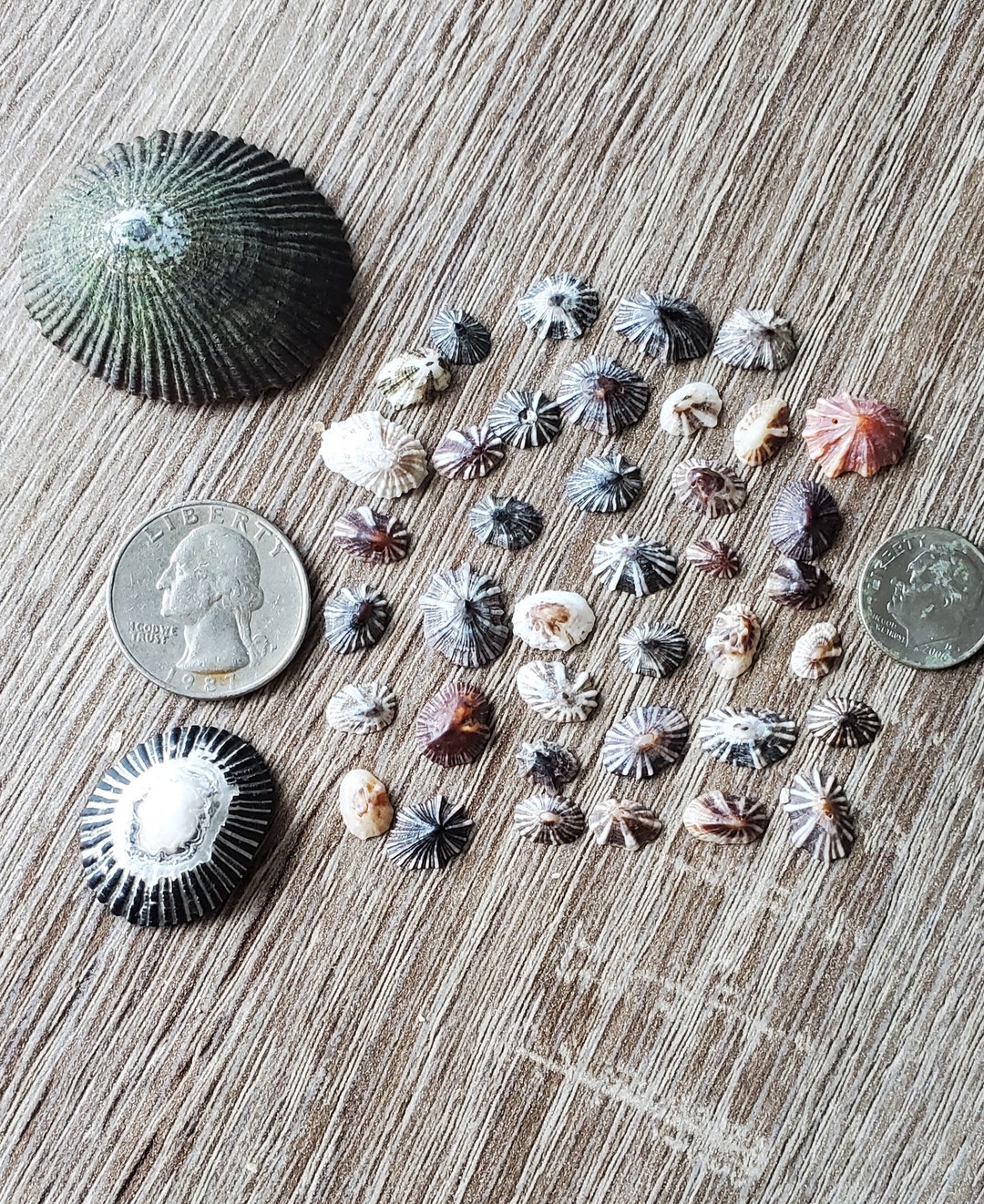 41 Pcs Opihi Shells - Etsy