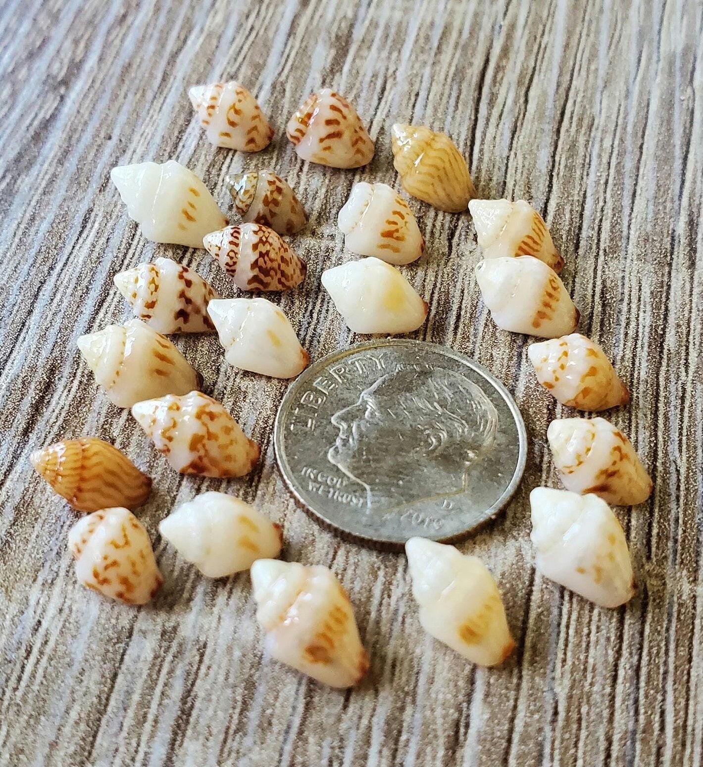 Hawai'i Momi Shells - Etsy