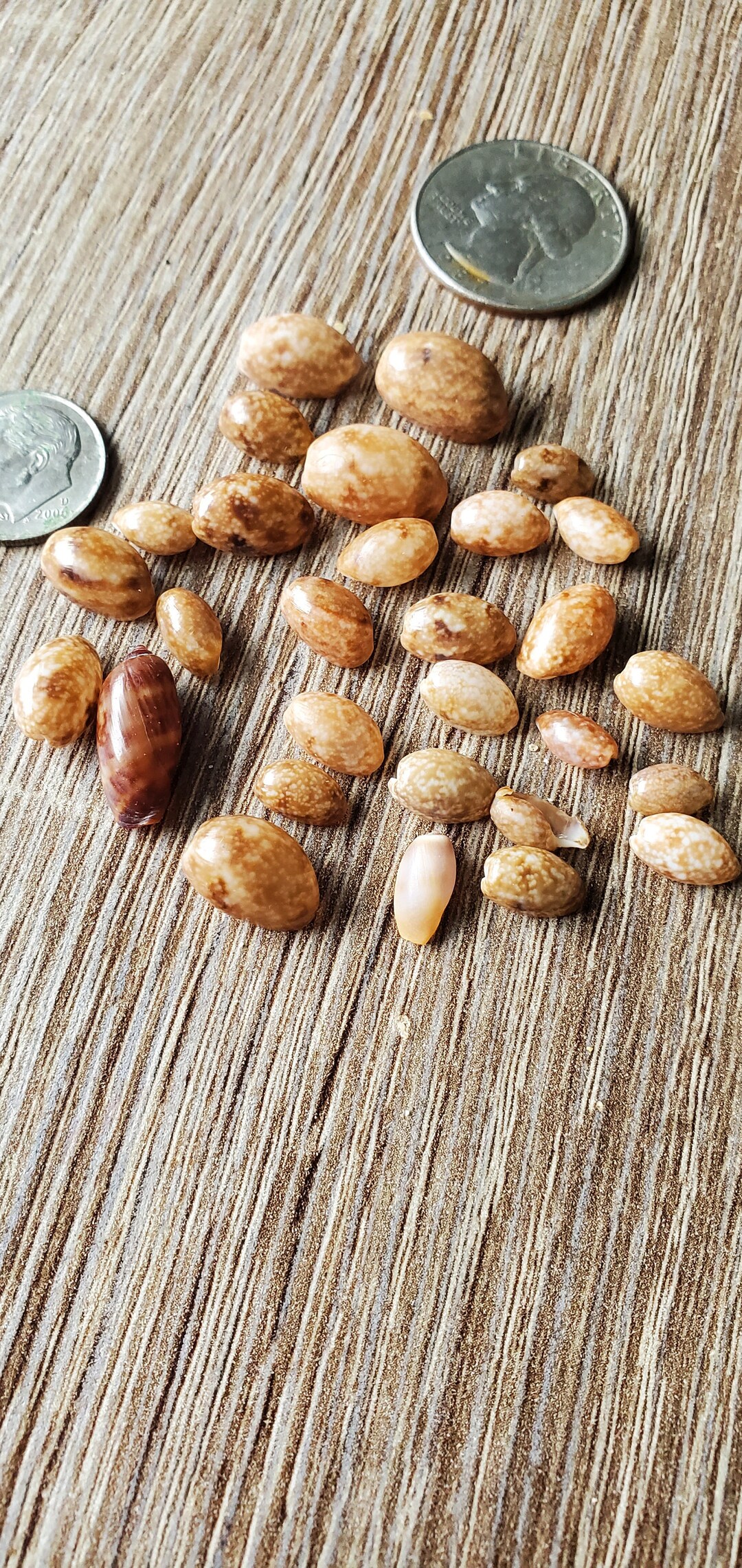 28 Pcs Brown Bubble Shell - Etsy