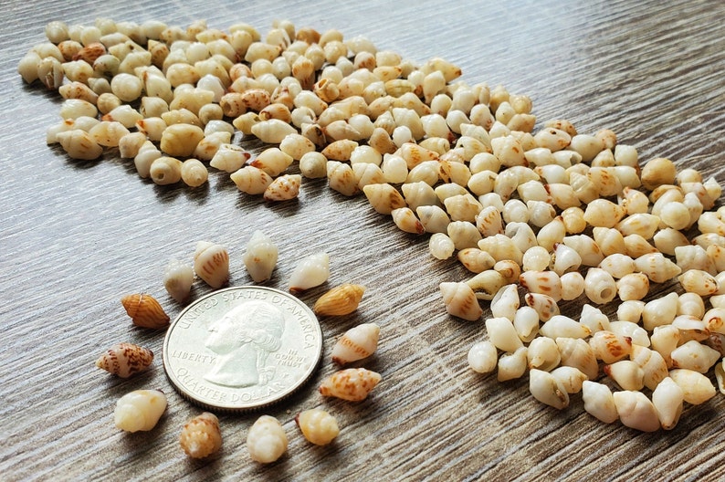 Hawai'i Momi Shells - Etsy