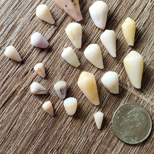 Hawaiian Cone Shell - Etsy