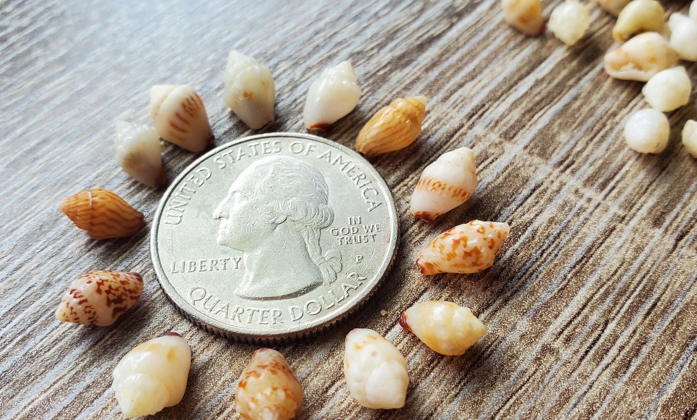 Hawai'i Momi Shells - Etsy