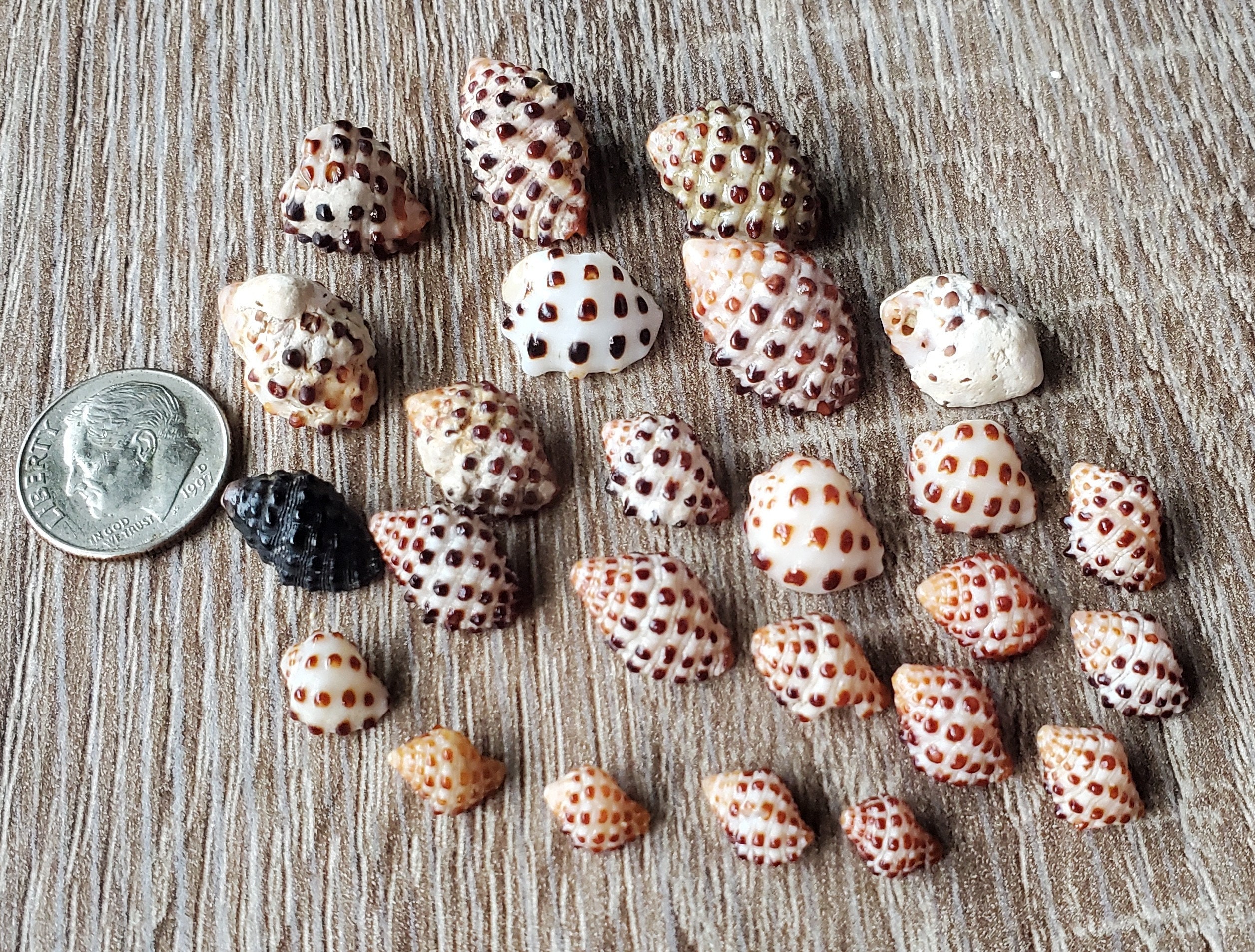 25 Pics Hawai'i Drupe Shells - Etsy
