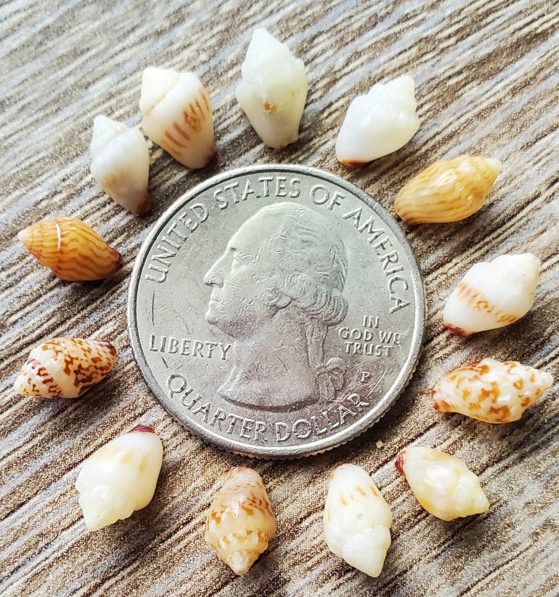 Hawai'i Momi Shells - Etsy