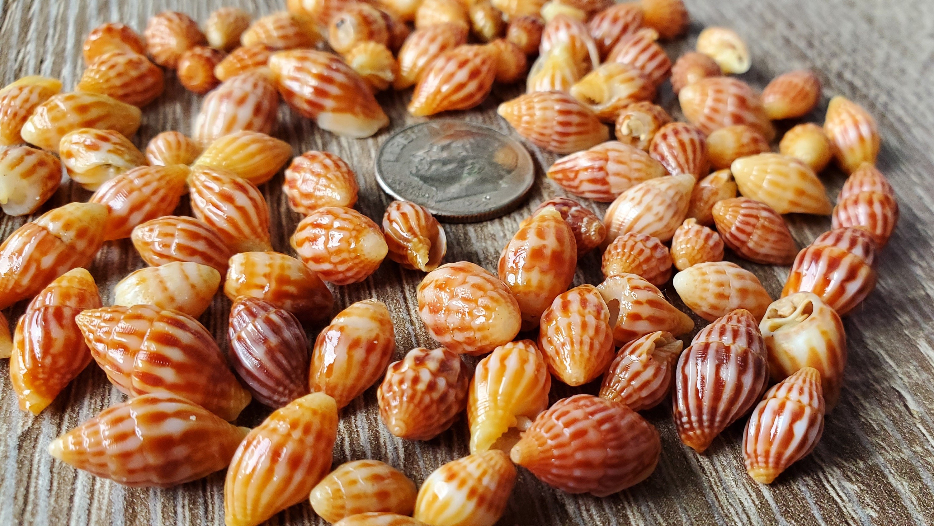 90 Pics Hawai'i Laiki Miter Shells - Etsy