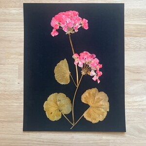 Pressed Flowers Art PRINT Print of Original Pressed Geranium Flower ...