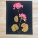 Pressed Flowers Art PRINT Print of Original Pressed Geranium Flower ...