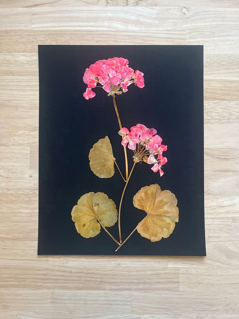 Pressed Flowers Art PRINT Print of Original Pressed Geranium Flower ...