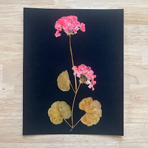 Pressed Flowers Art PRINT Print of Original Pressed Geranium Flower ...