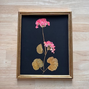 Pressed Flowers Art PRINT Print of Original Pressed Geranium Flower ...