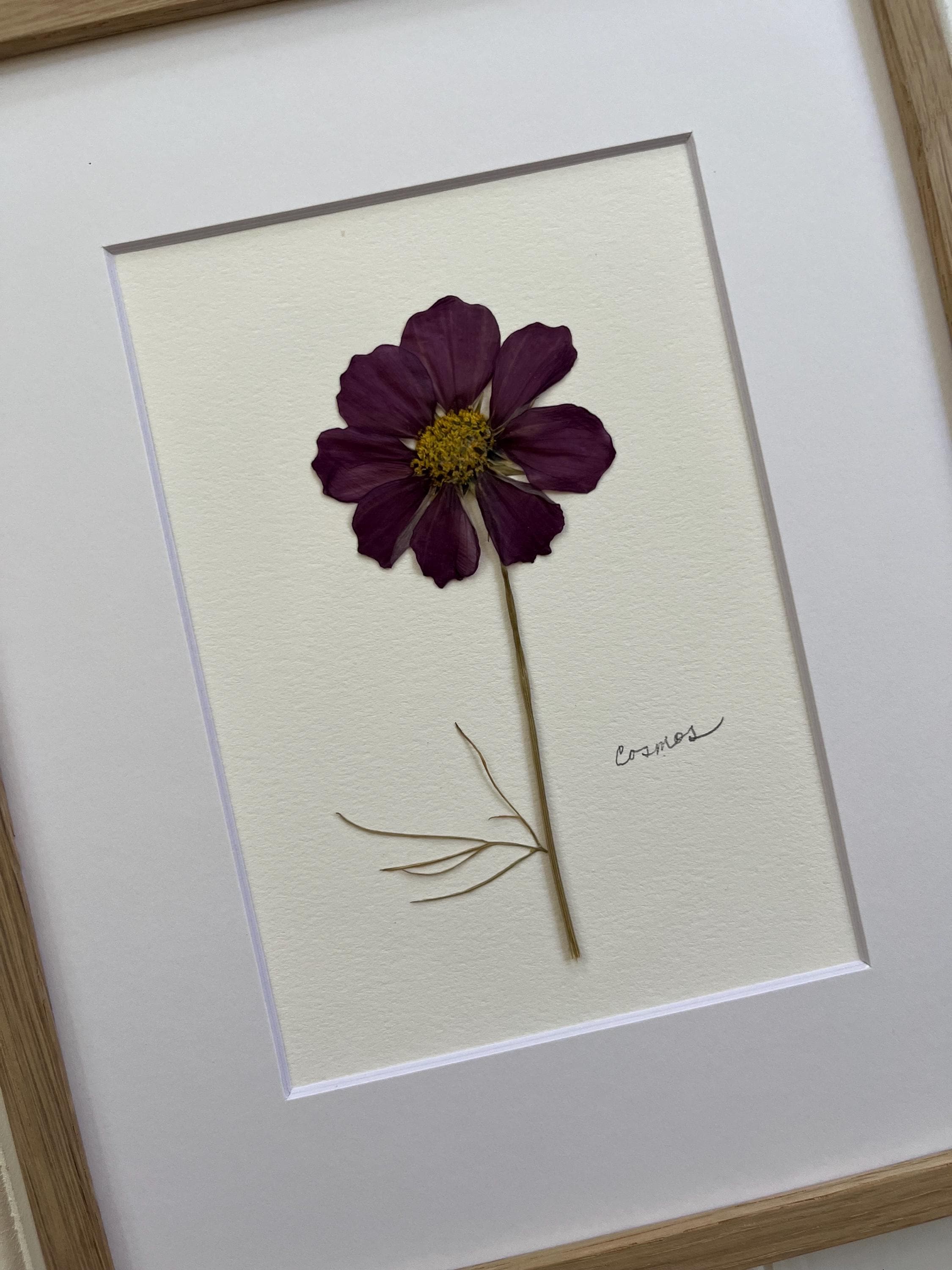 Pressed Flowers Matted, UNFRAMED ORIGINAL Cosmos Flower Artwork - Etsy