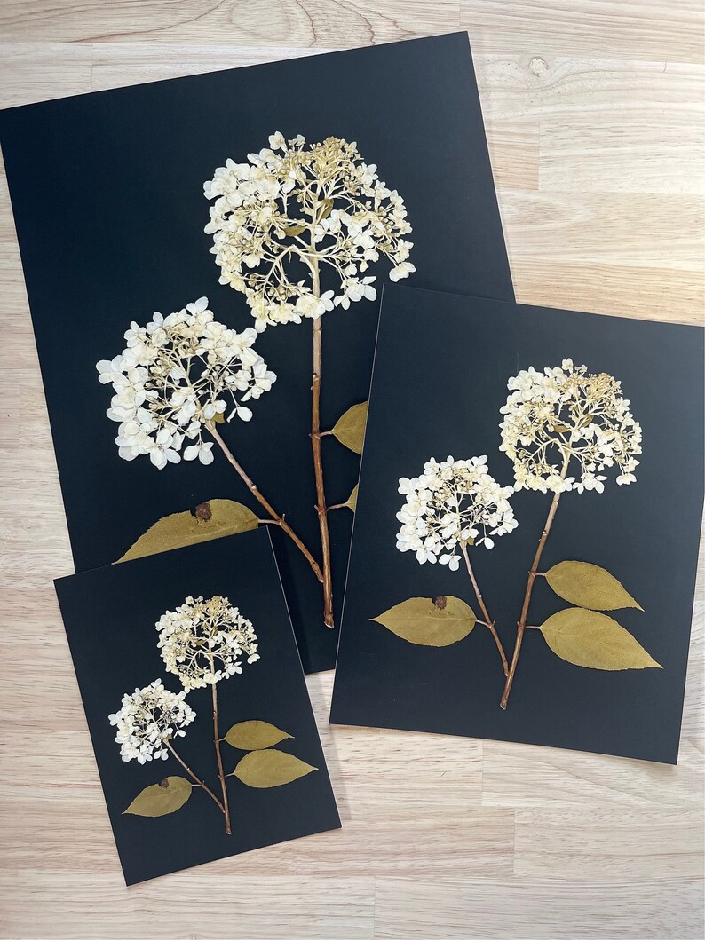 Pressed Flowers Art PRINT Print of Original Pressed Hydrangea Flower ...
