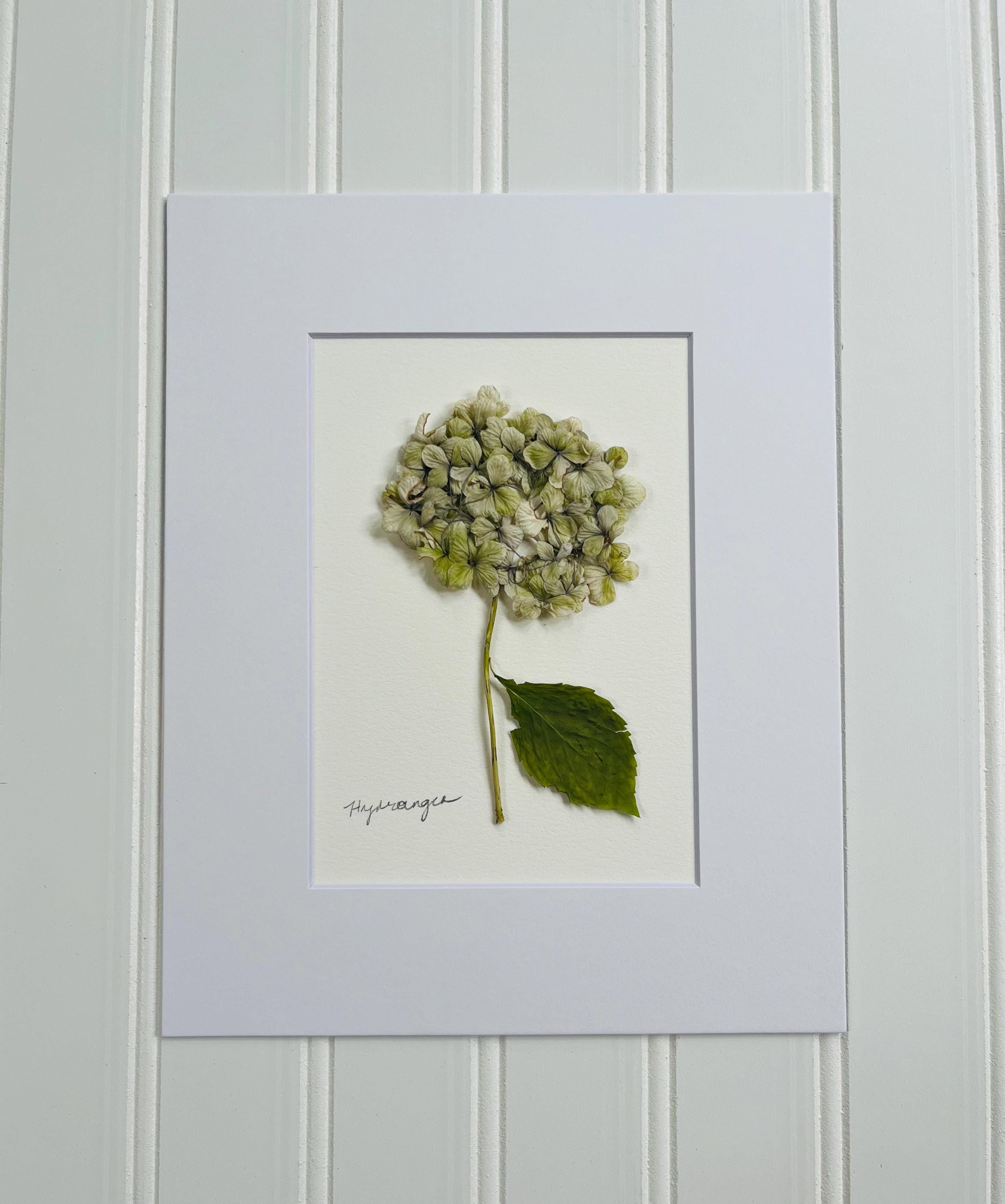 Pressed Flowers Matted, UNFRAMED ORIGINAL Hydrangea Flower Artwork - Etsy