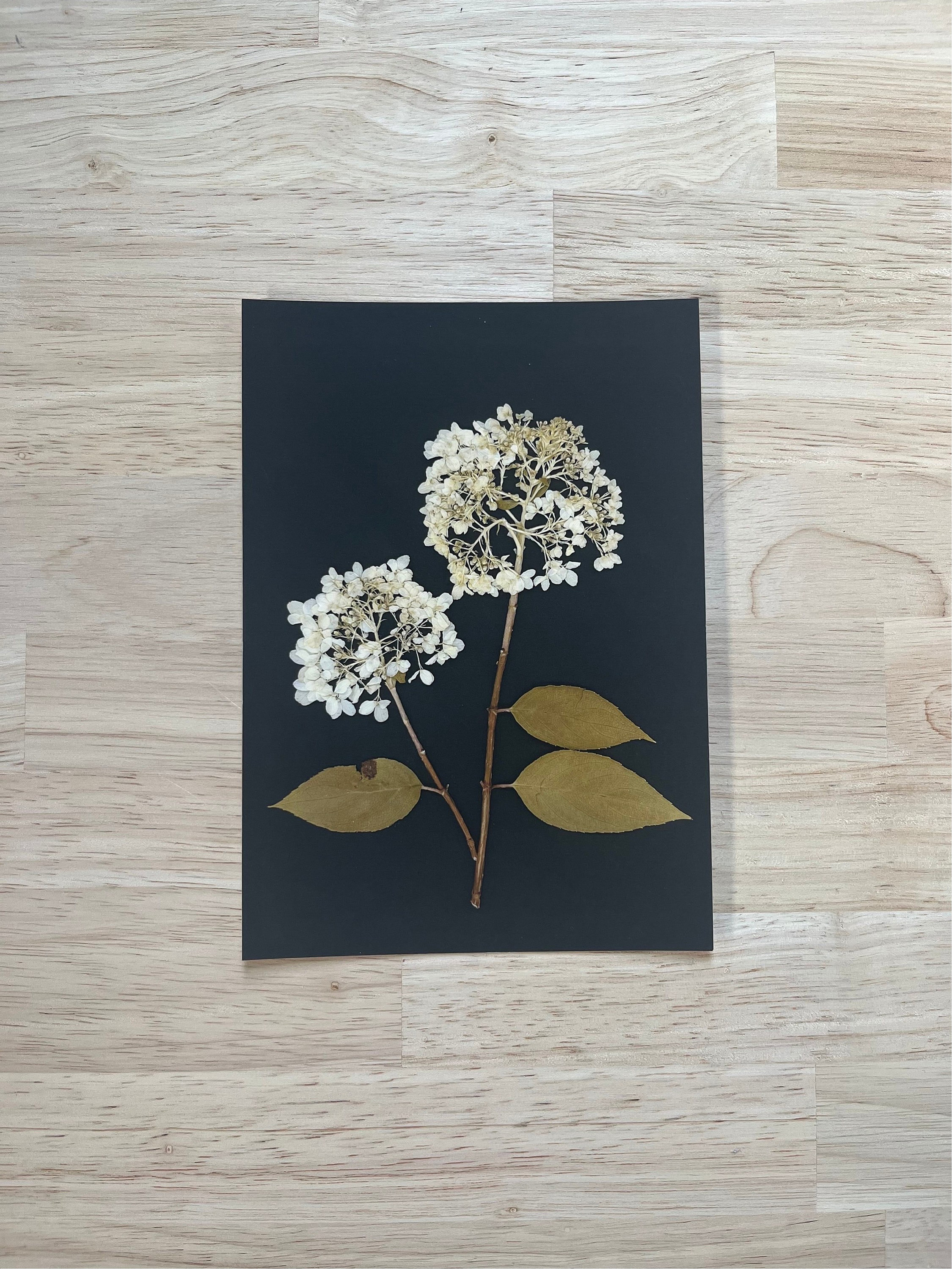 Pressed Flowers Art PRINT Print of Original Pressed Hydrangea Flower ...